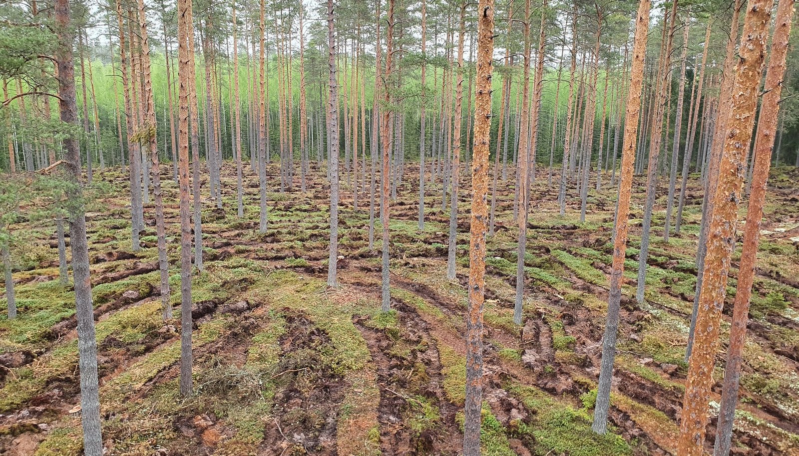 METSATEADUS | Noored puud vajavad kasvuks ruumi ja valgust - Metsainfo
